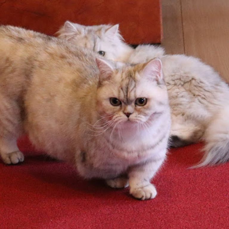 A Guide to Persian Munchkin Mixes | Persian Cat Corner