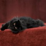 Your Guide to Persian Cat Colors | Persian Cat Corner