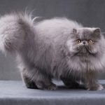 Your Guide to Persian Cat Colors | Persian Cat Corner