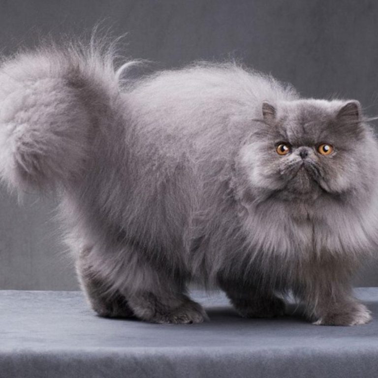Your Guide to Persian Cat Colors | Persian Cat Corner