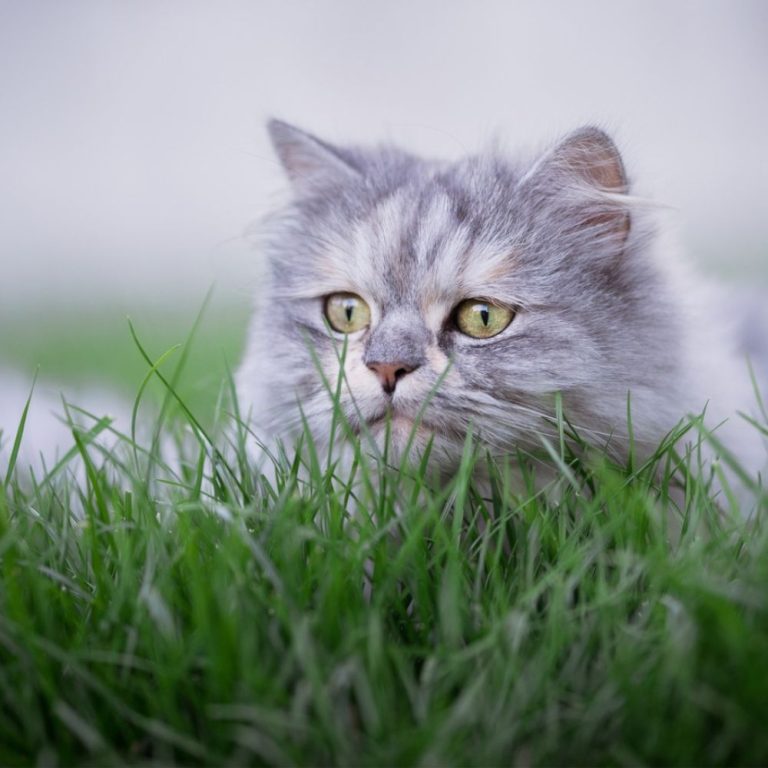 Your Guide to Persian Cat Colors | Persian Cat Corner