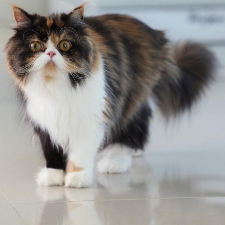 Your Guide to Persian Cat Colors | Persian Cat Corner
