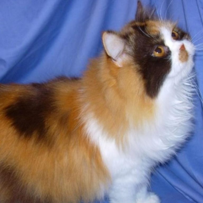 Your Guide to Persian Cat Colors | Persian Cat Corner