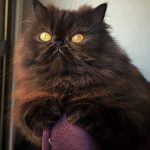 Your Guide to Persian Cat Colors | Persian Cat Corner