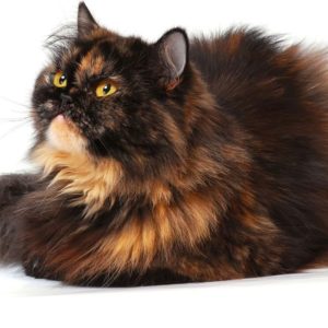 Your Guide to Persian Cat Colors | Persian Cat Corner