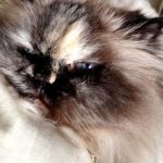 Your Guide to Persian Cat Colors | Persian Cat Corner