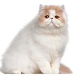 Your Guide to Persian Cat Colors | Persian Cat Corner