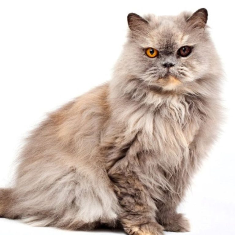Your Guide to Persian Cat Colors | Persian Cat Corner