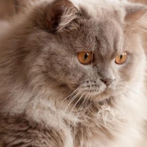 Your Guide to Persian Cat Colors | Persian Cat Corner