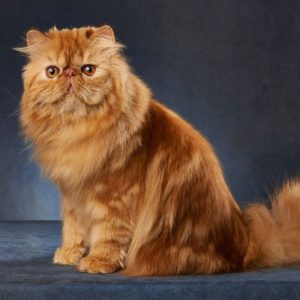 Your Guide to Persian Cat Colors | Persian Cat Corner
