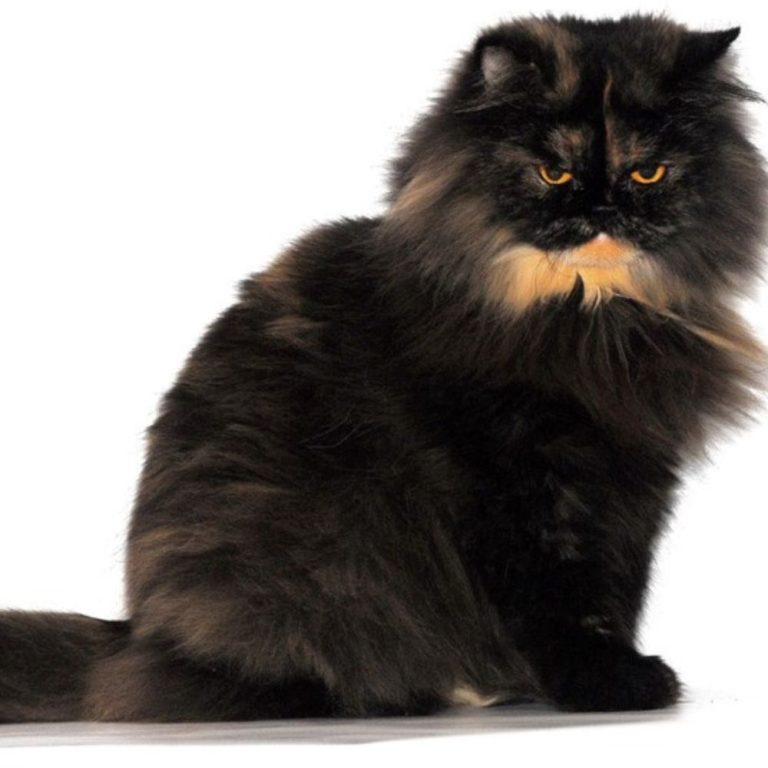 Your Guide to Persian Cat Colors | Persian Cat Corner