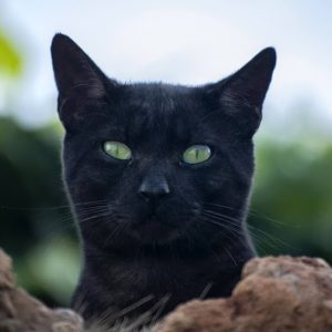 12 Interesting Facts About Black Tabby Cats | Persian Cat Corner