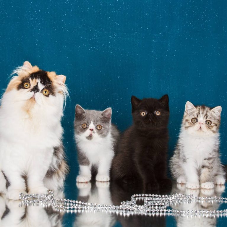 Average Persian Cat Weight by Age | Persian Cat Corner