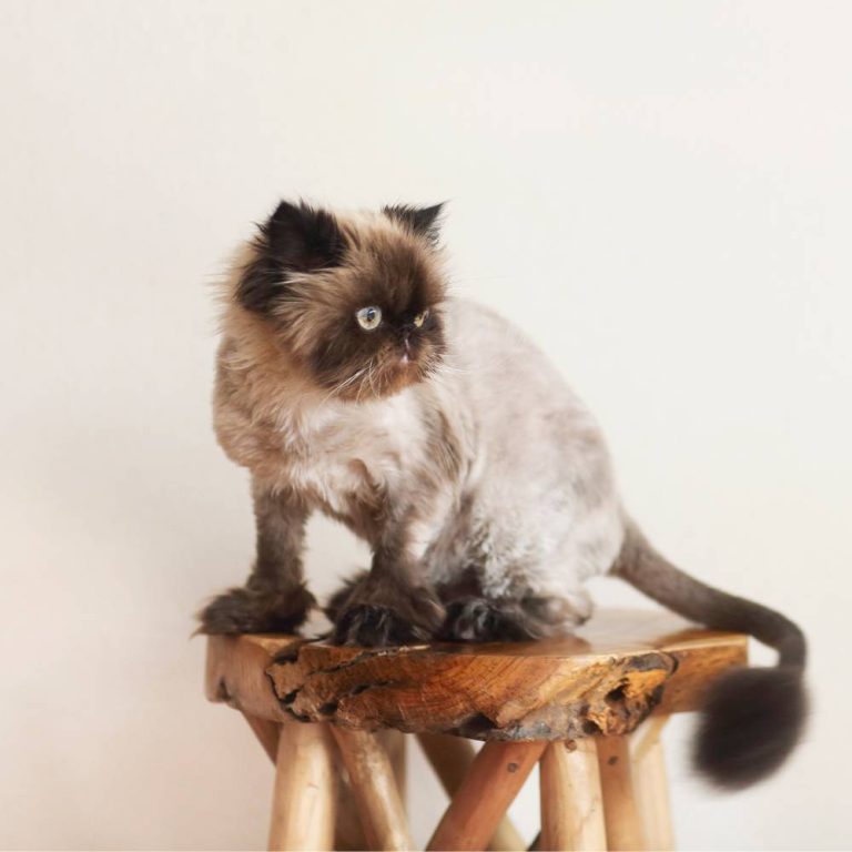 Persian Cat Lion Cut Facts | Persian Cat Corner