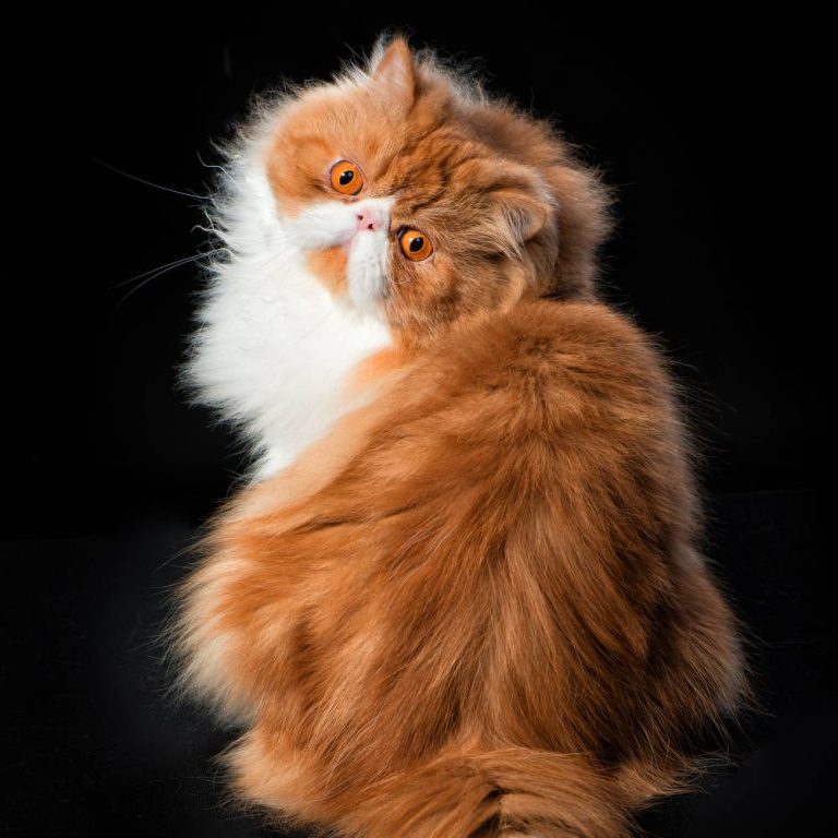 Orange Persian Cat Facts | Persian Cat Corner