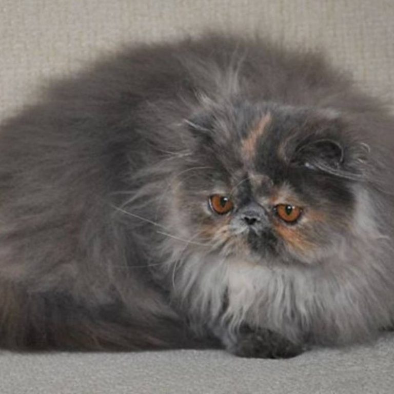 Blue Persian Cat Facts | Persian Cat Corner